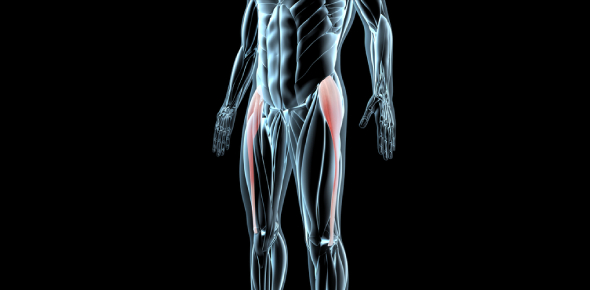 Quiz Muscles And Fasciae Of The Lower Limb ProProfs Quiz